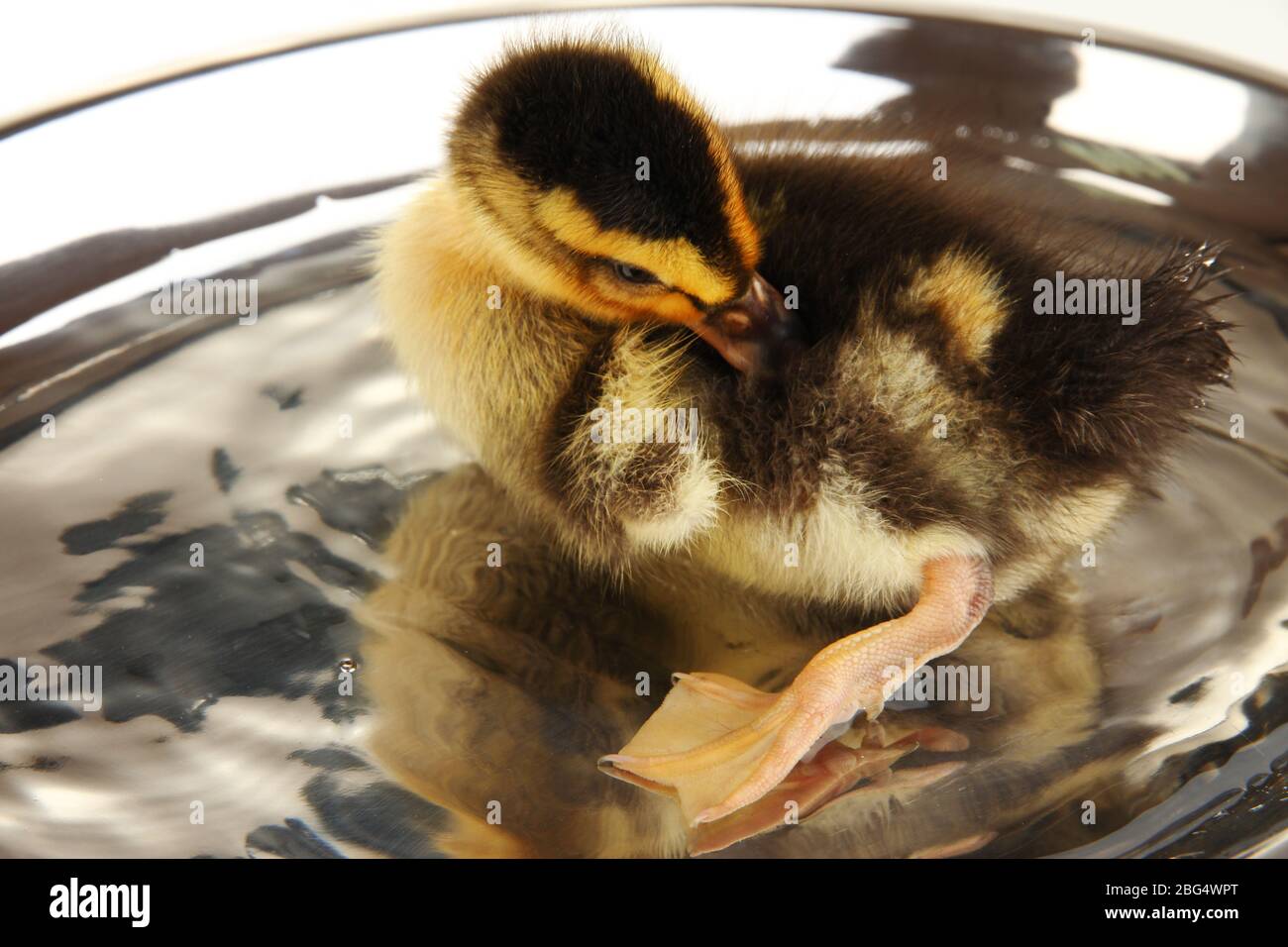 Floating cute duckling close up Stock Photo - Alamy