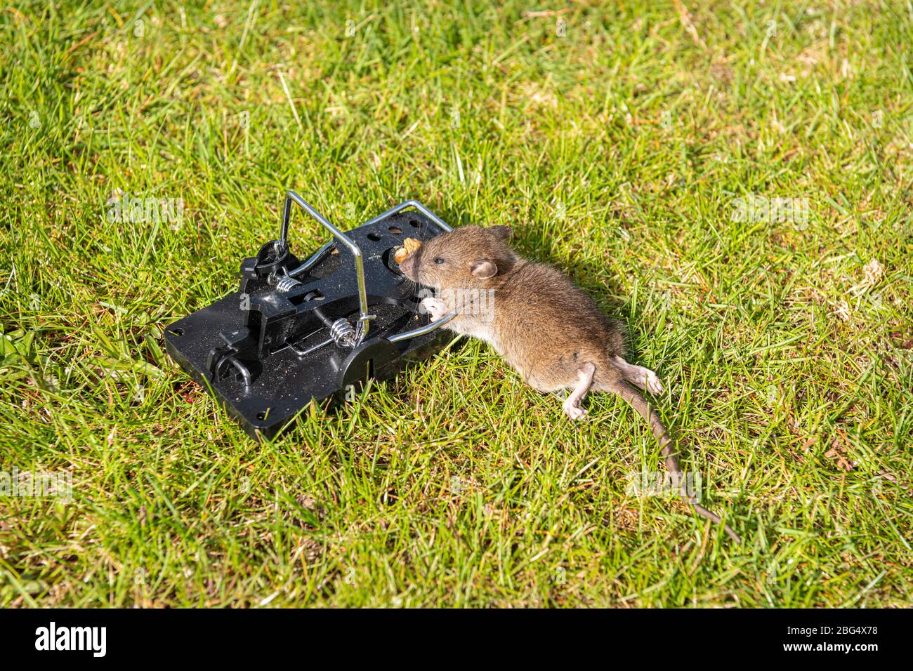 Caught in a rat trap hi-res stock photography and images - Alamy