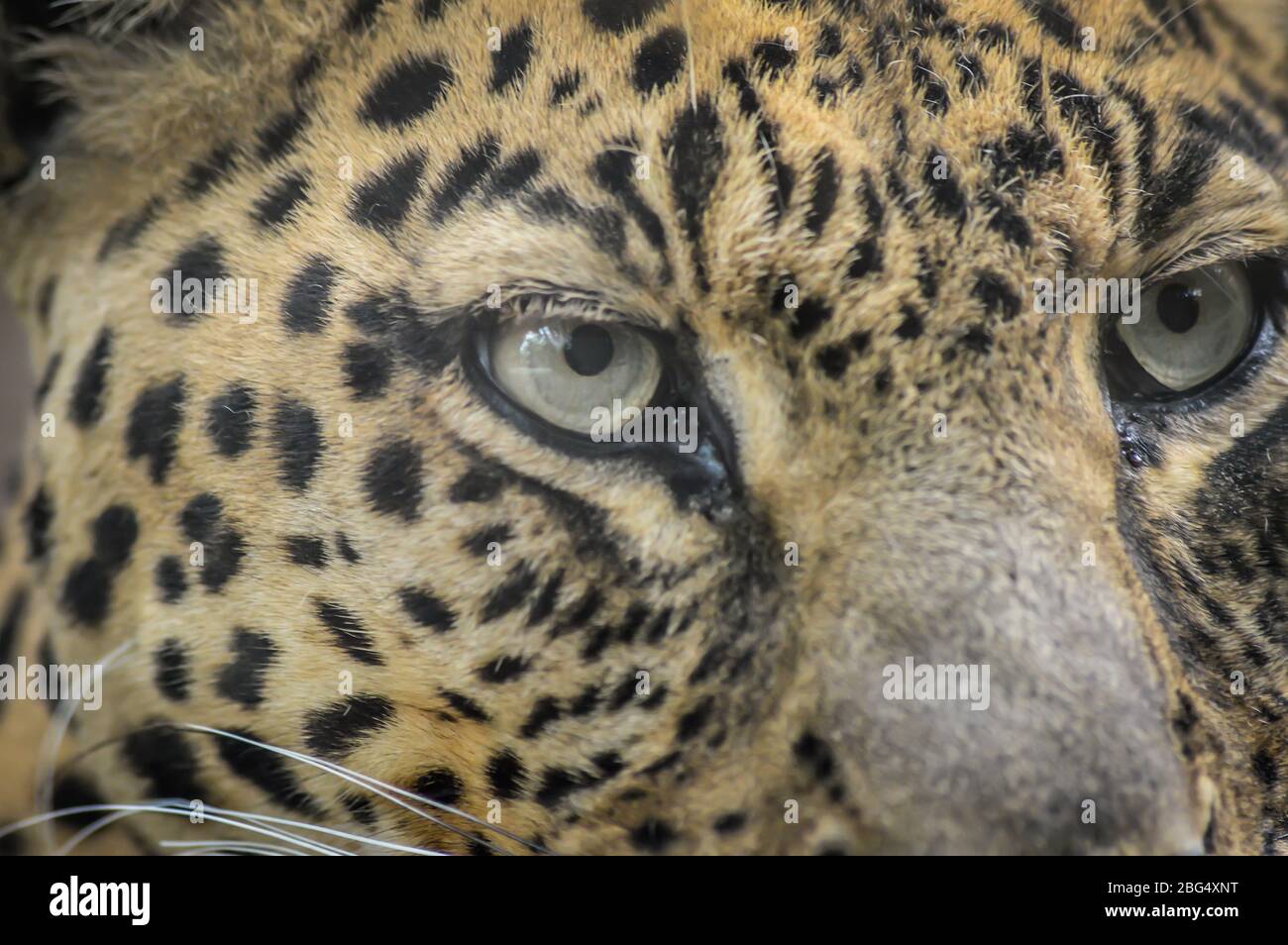Leopard portrait - very close up on leopard face and sight Stock Photo ...