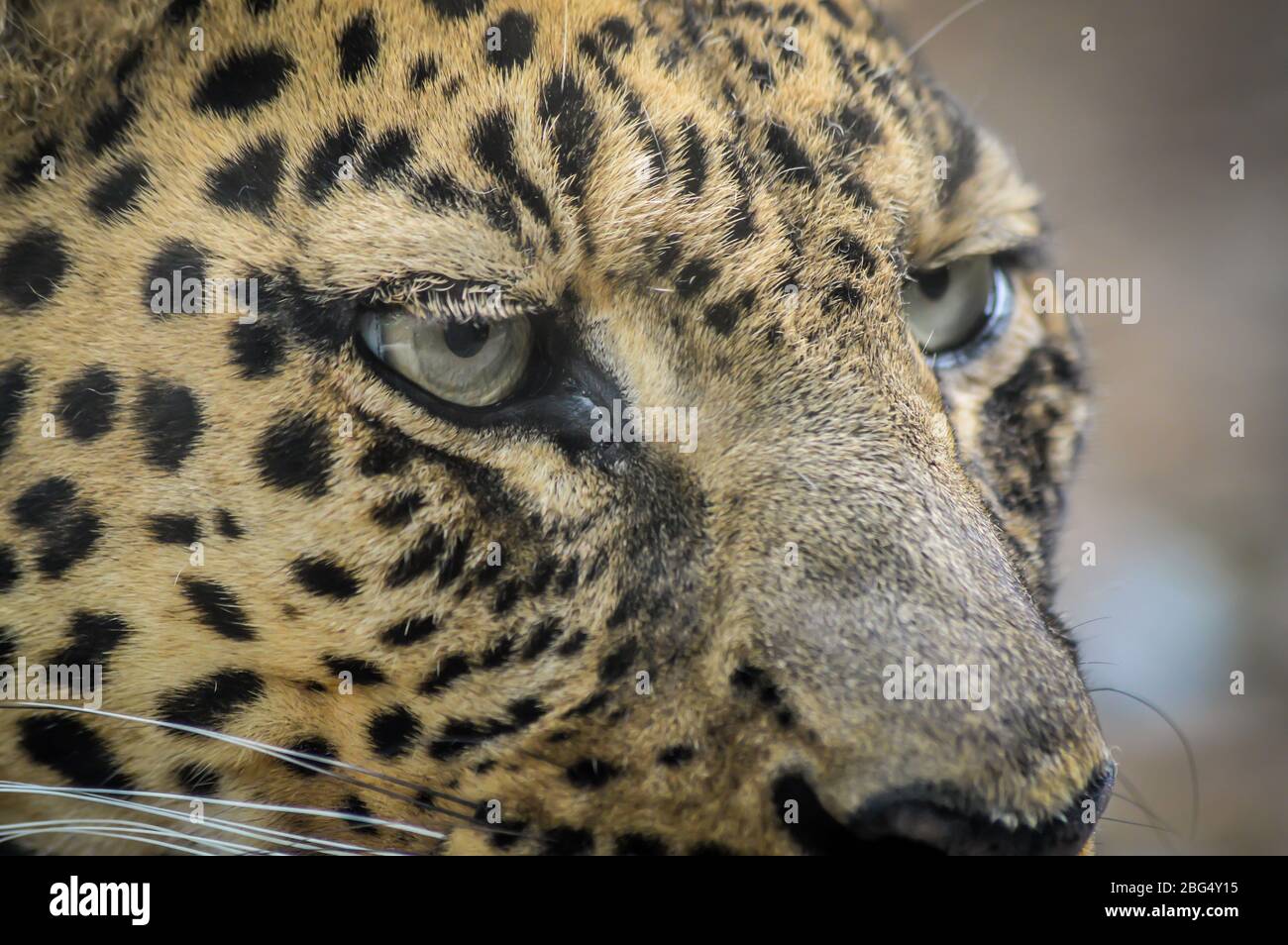Leopard portrait - very close up on leopard face and sight Stock Photo ...