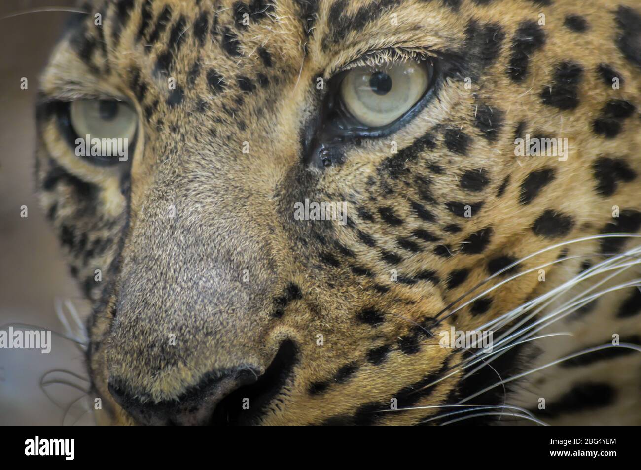 Leopard portrait - very close up on leopard face and sight Stock Photo ...