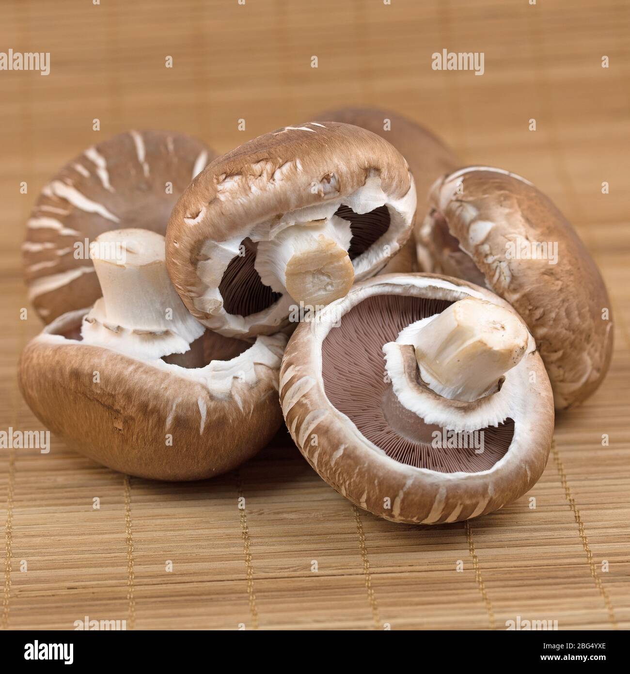 Brown bodies hi-res stock photography and images - Alamy