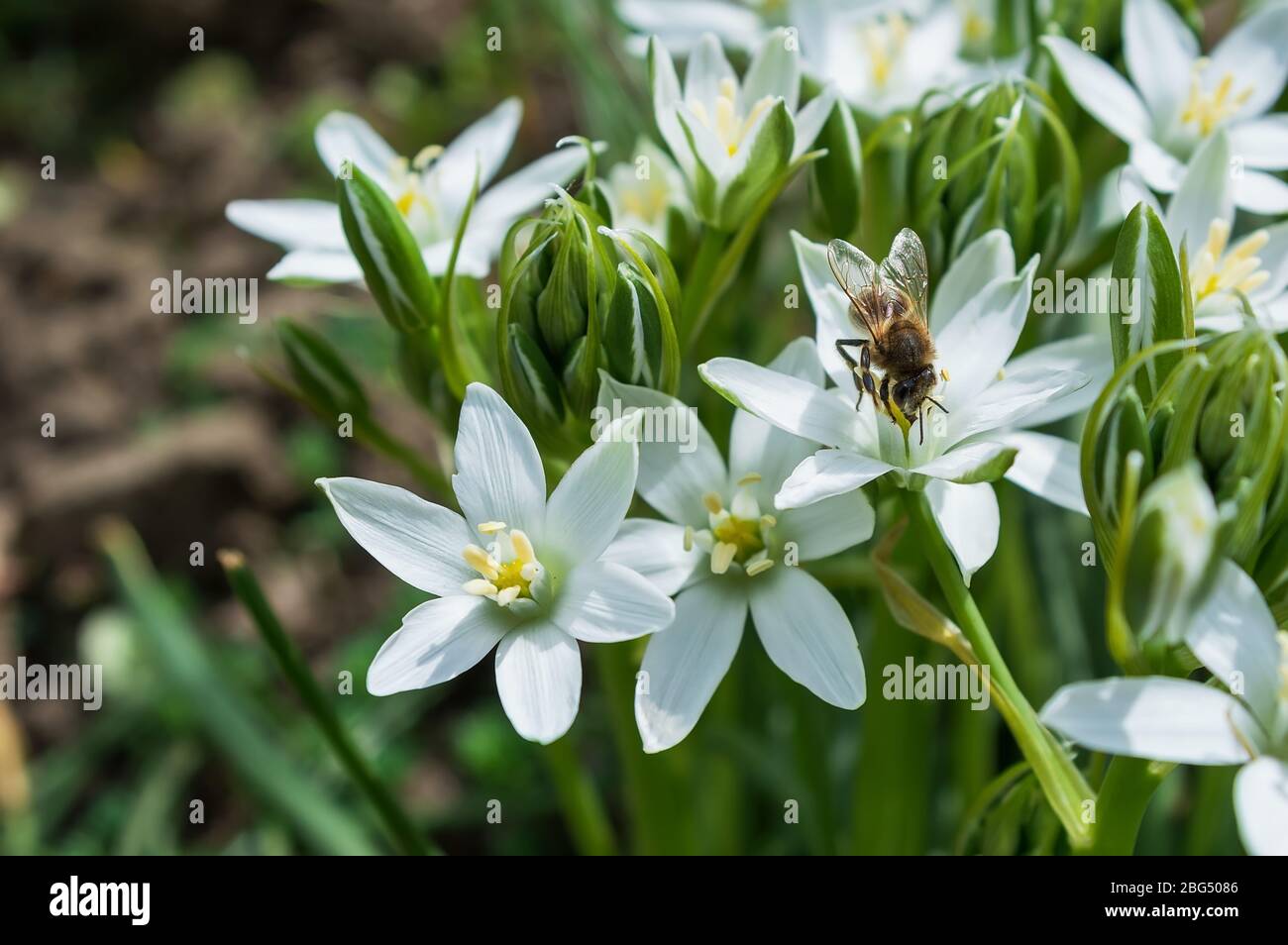 Honey bee worker collecting pollen from flower Stock Photo - Alamy