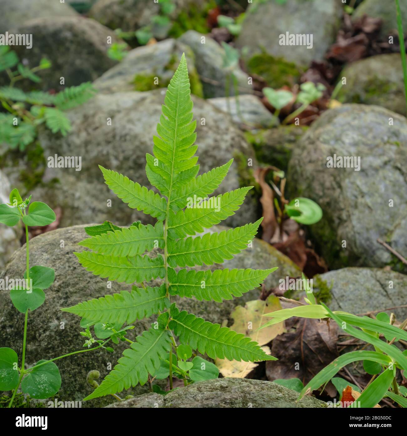 The close up of fresh fern leaf plant on rock in forest background ...