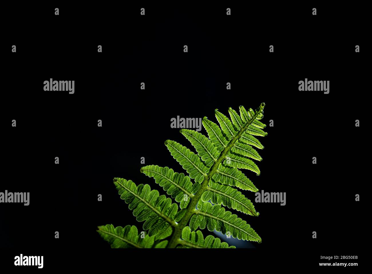 resh green leaves of Paco fern or Vegetable fern (Diplazium Esculentum ...