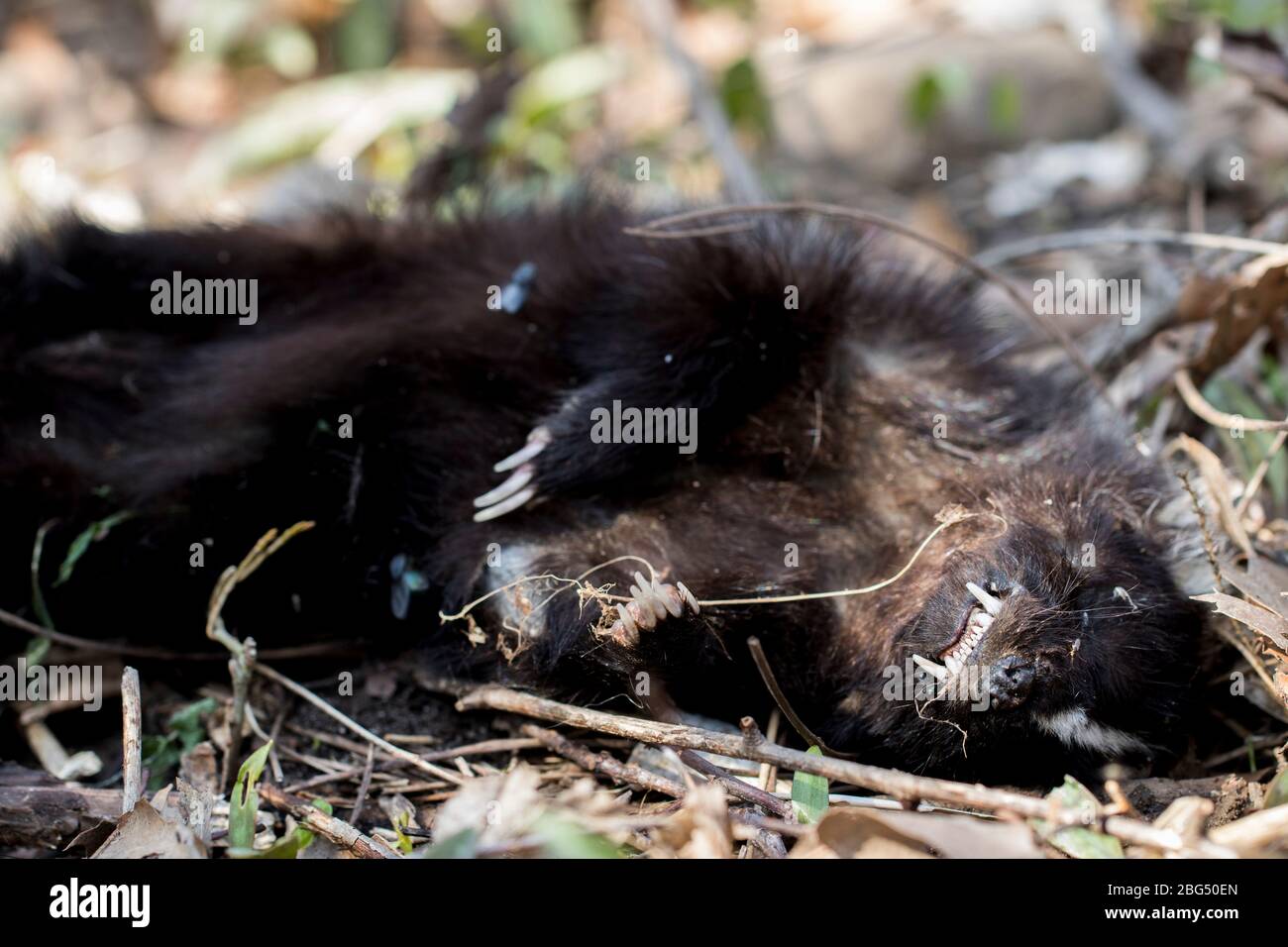 Dead animal o the forest floor. Deceased skunk with insects feeding off ...