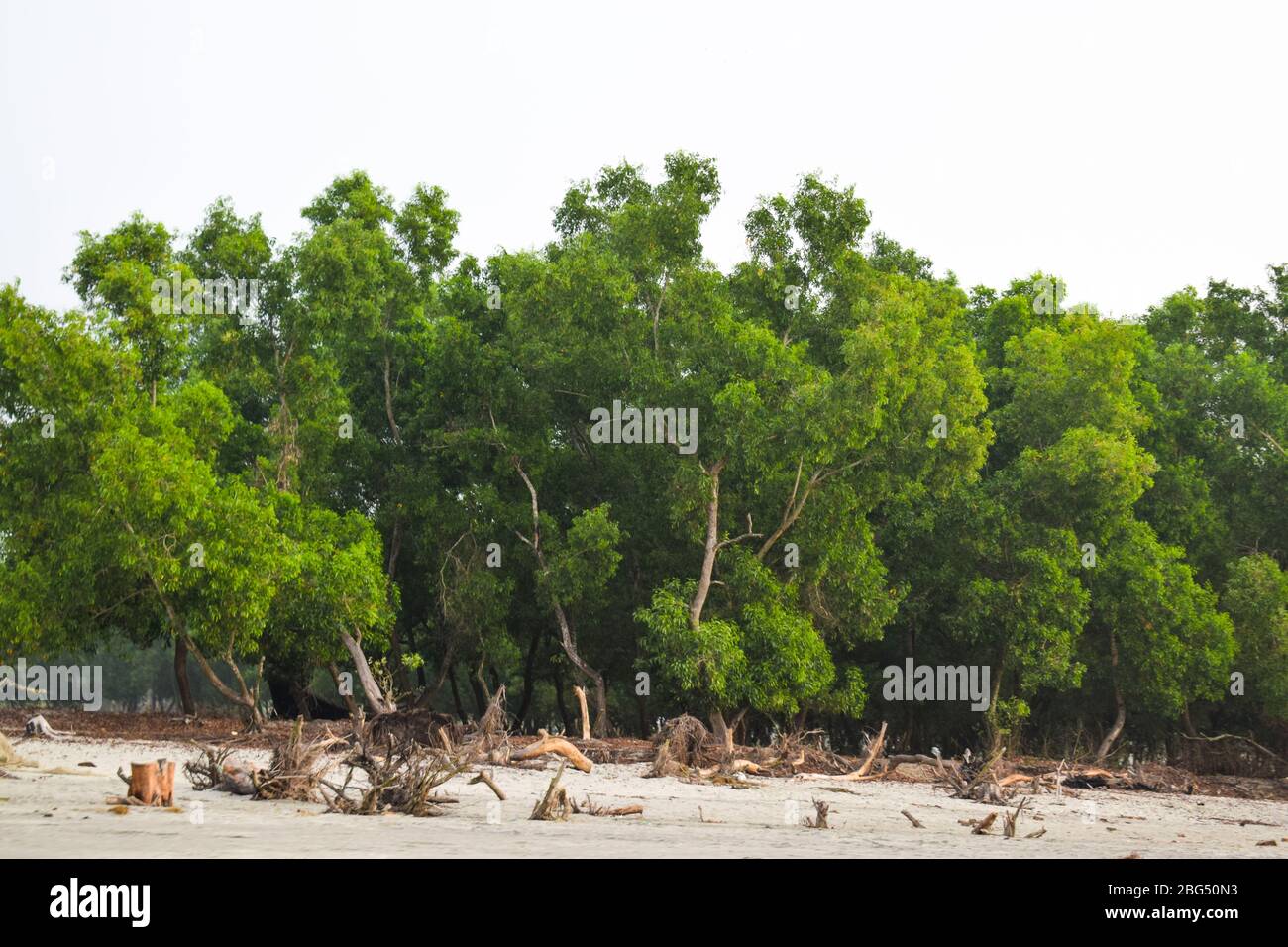 Tropical trees in a random sea beach ,where the trees are tall fresh ...