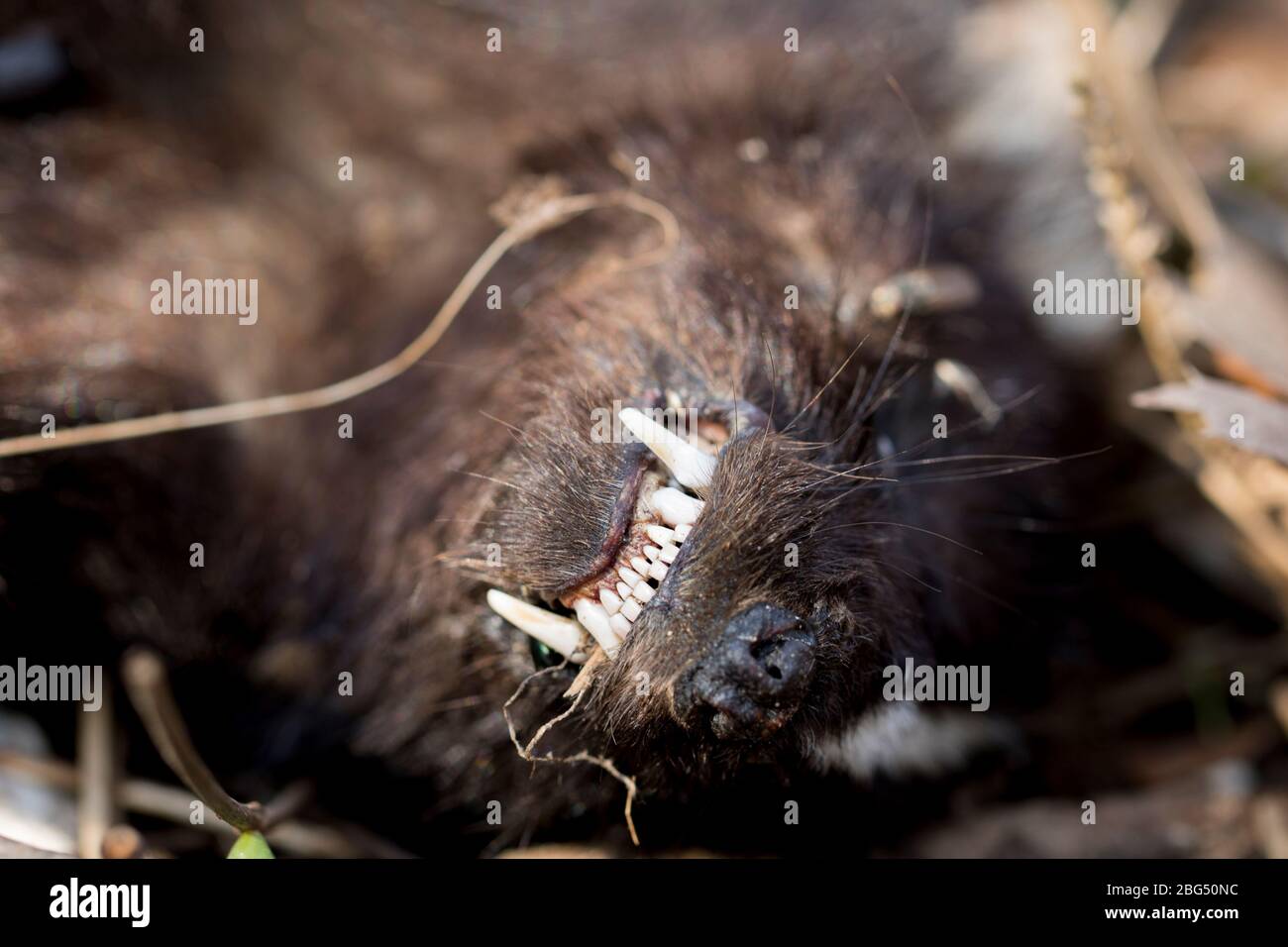 Skunk teeth hi-res stock photography and images - Alamy