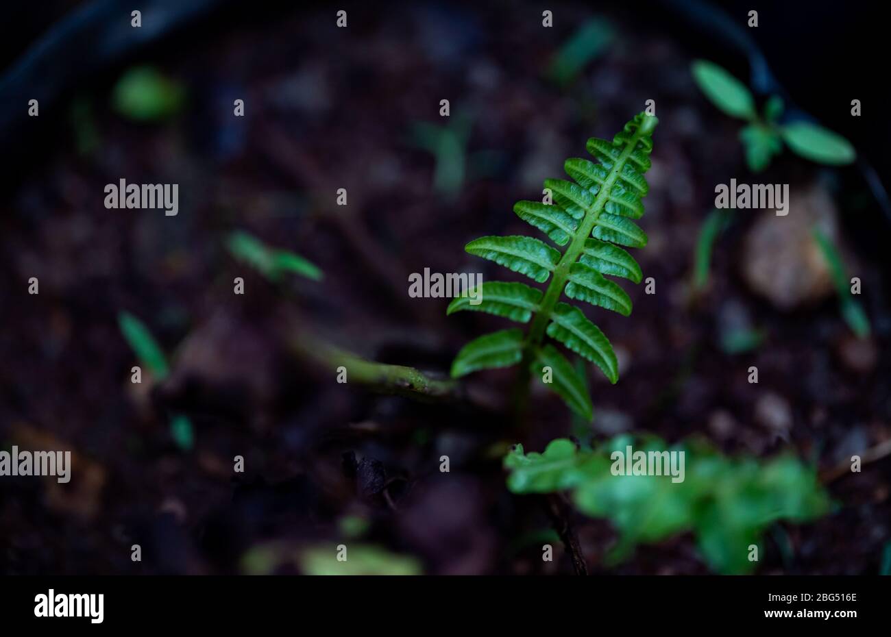 Paco fern, Small vegetable Fern, green leaves, young leaves will roll ...