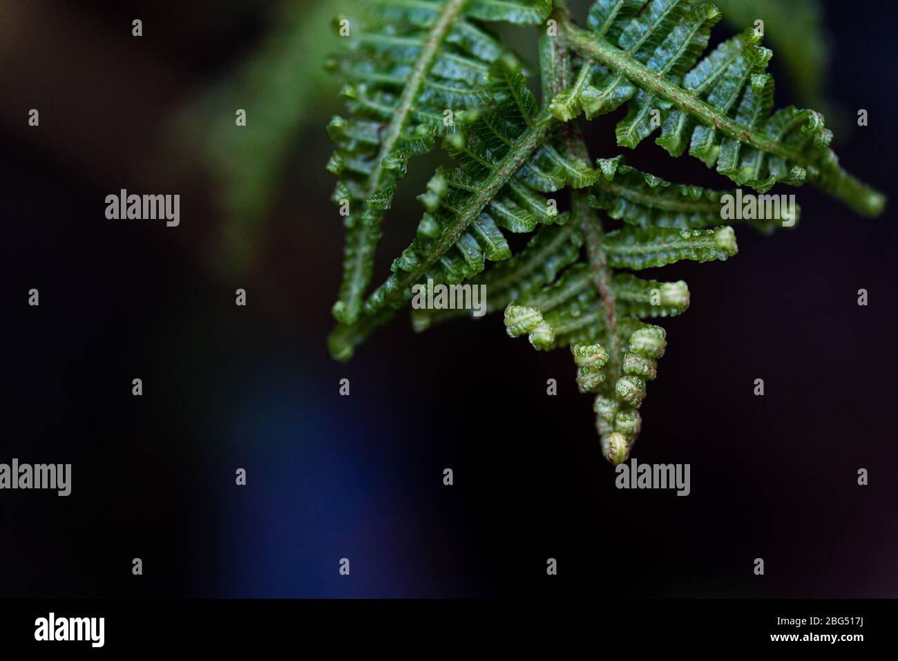 Paco fern, Small vegetable Fern, green leaves, young leaves will roll ...