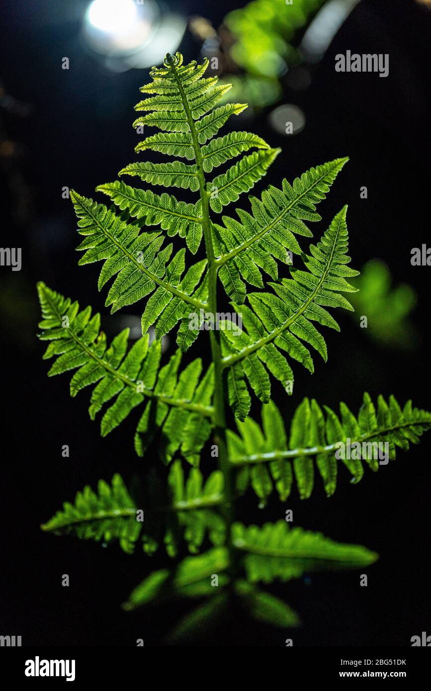 resh green leaves of Paco fern or Vegetable fern (Diplazium Esculentum ...