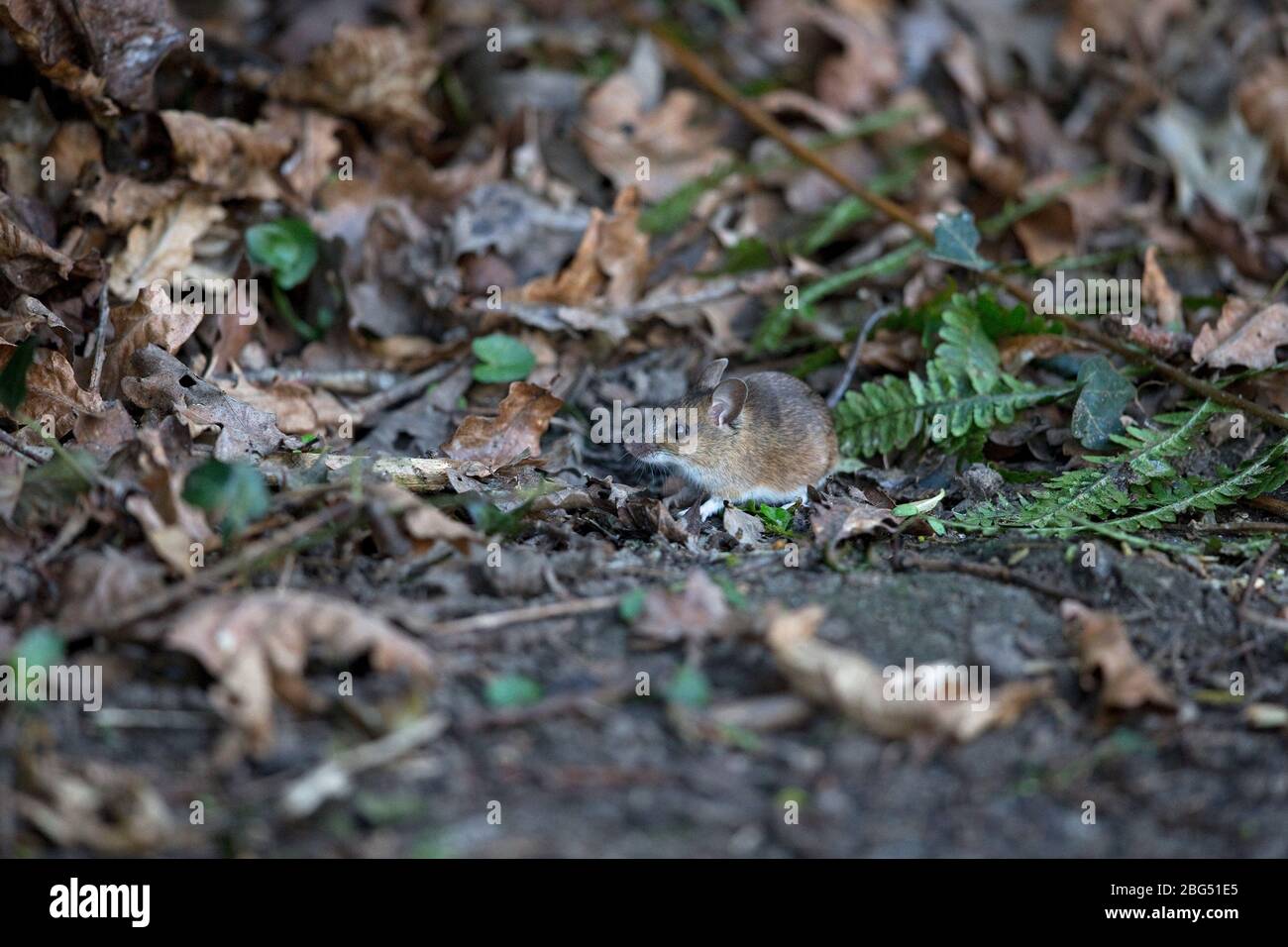 Wood Mouse (Apodemus sylvaticus Stock Photo - Alamy