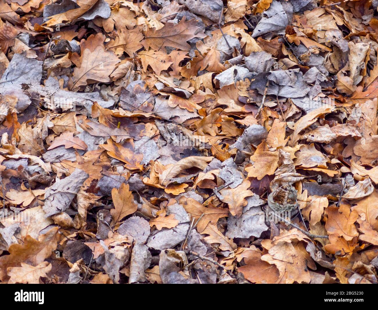 fallen leaves from trees in faded autumn colors Stock Photo - Alamy