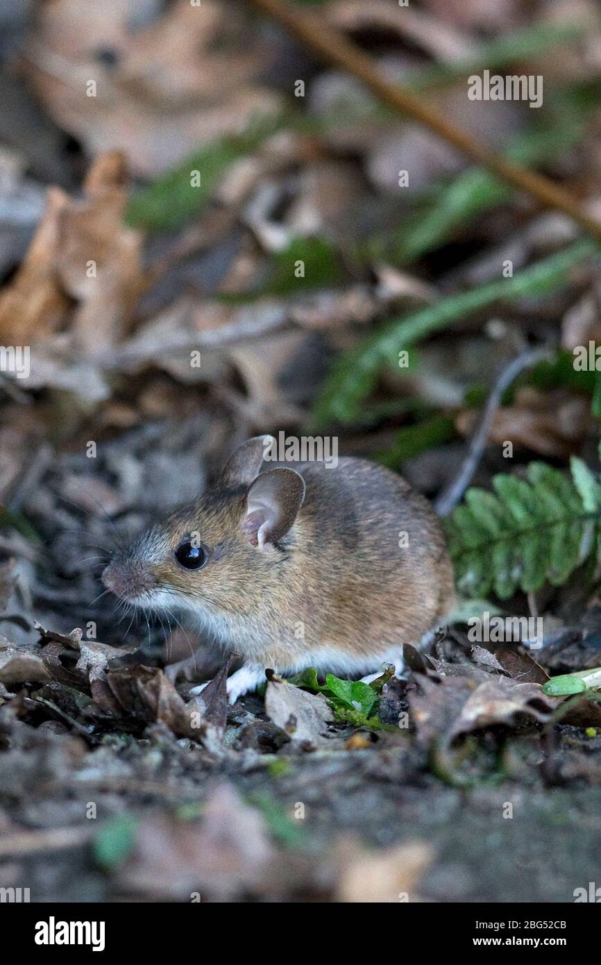 Wood mice hi-res stock photography and images - Alamy