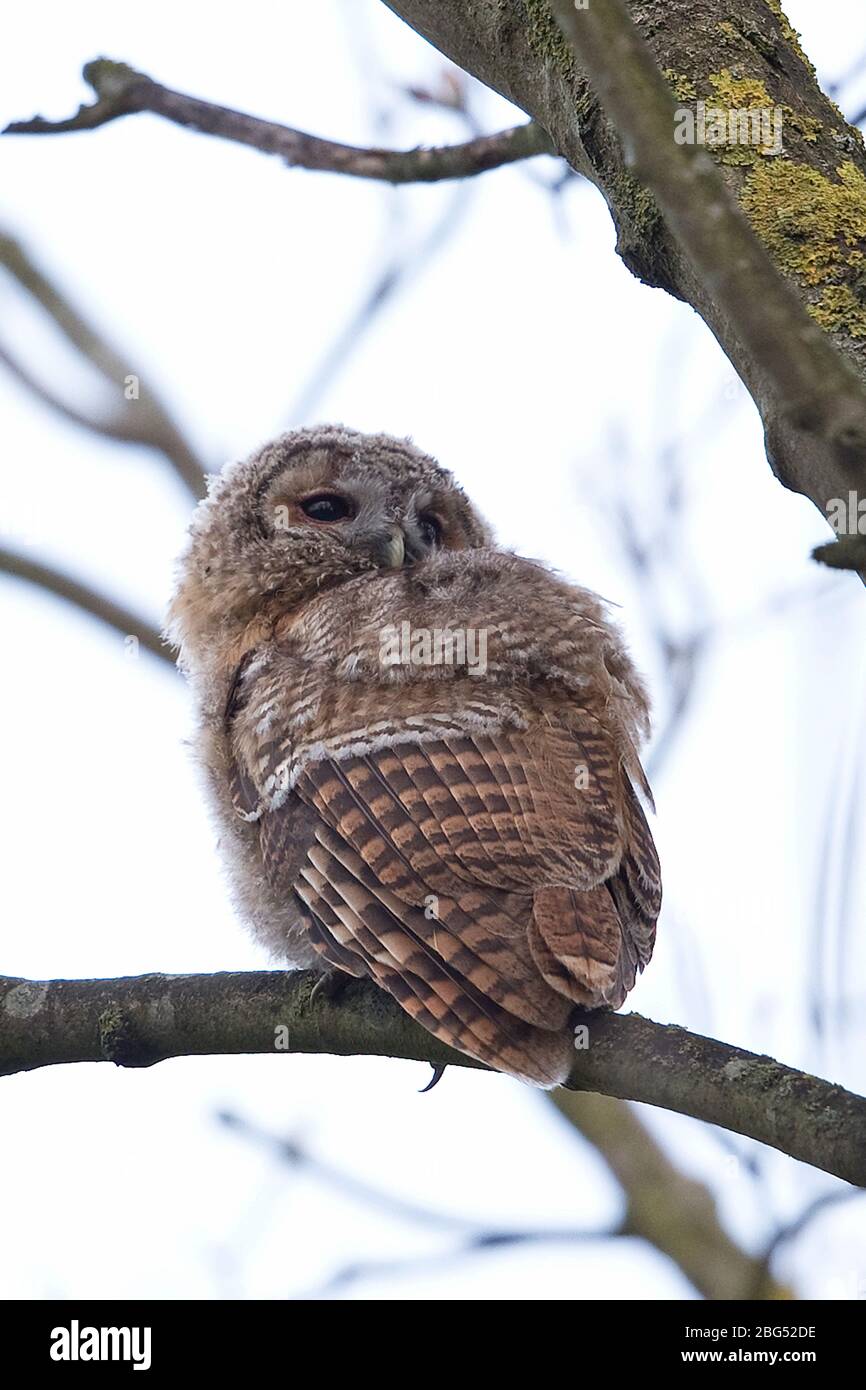 Tawny Owl (Strix aluco Stock Photo - Alamy