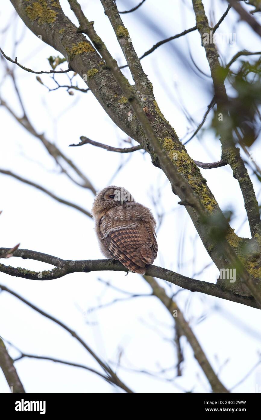 Tawny Owl (Strix aluco Stock Photo - Alamy