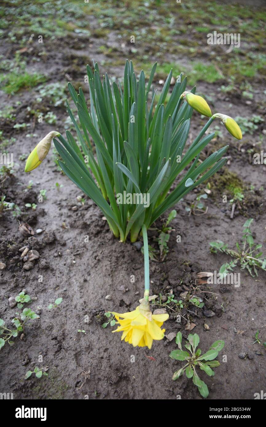 Narcissus plant with three buds and one yellow flower Stock Photo - Alamy