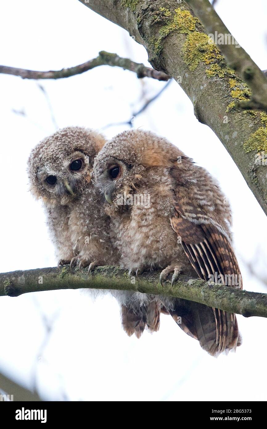 Tawny Owl (Strix aluco Stock Photo - Alamy