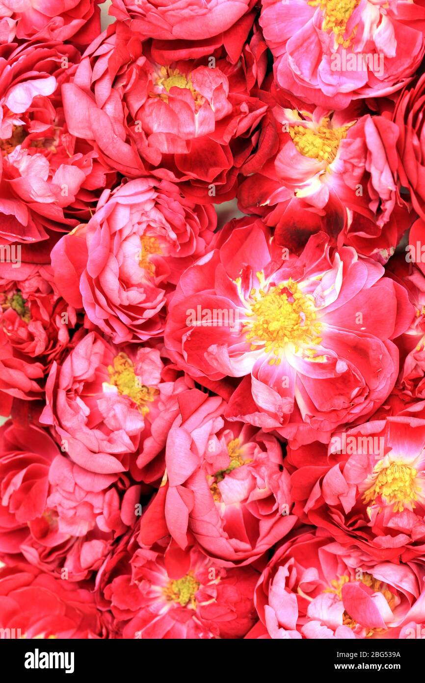 Tea roses background Stock Photo - Alamy