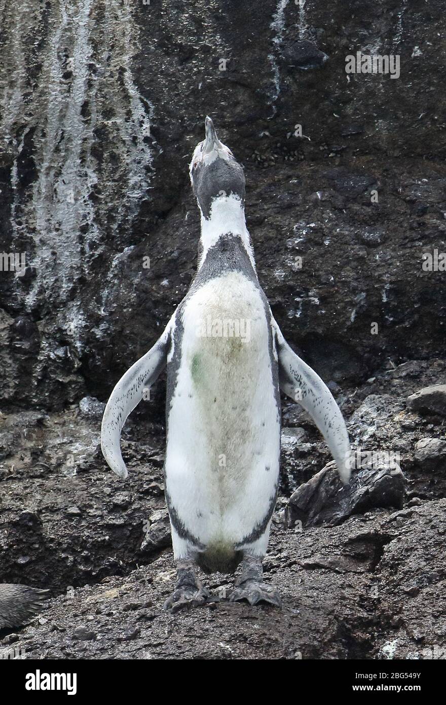 Penguin stretching hi-res stock photography and images - Alamy
