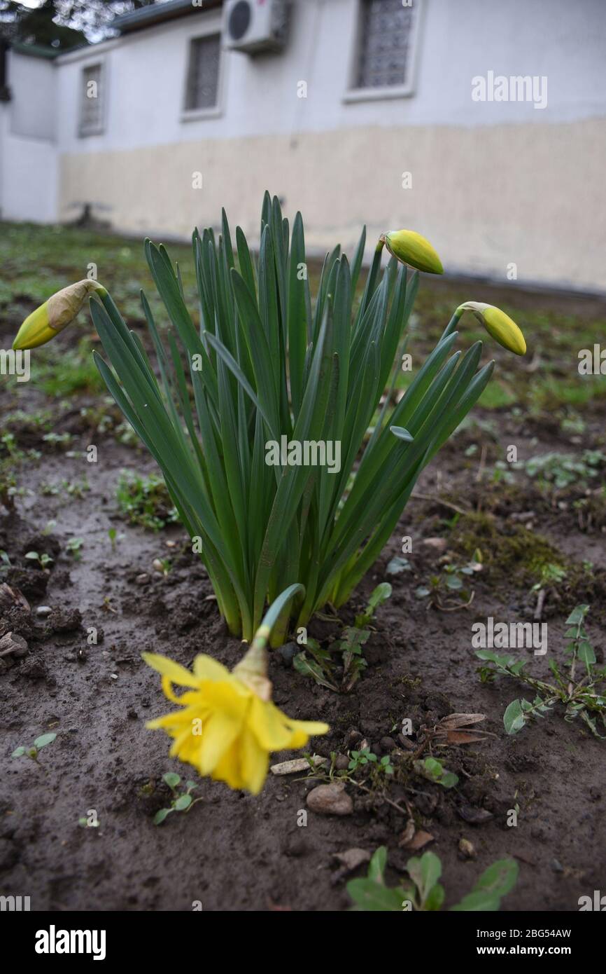 Plant of daffodil flowers in the ya Stock Photo - Alamy
