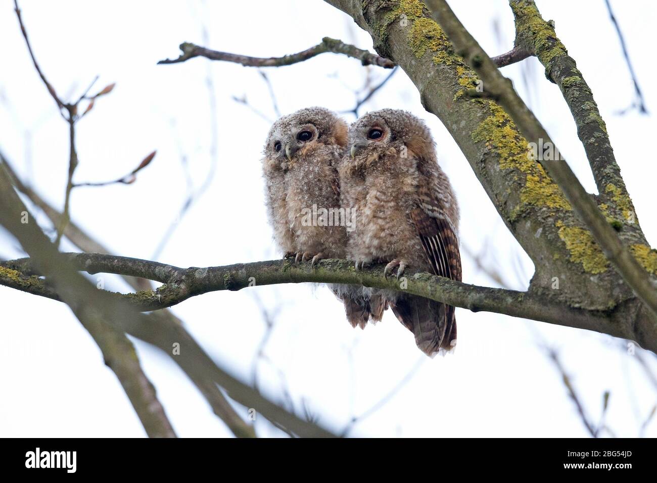 Tawny Owl (Strix aluco Stock Photo - Alamy