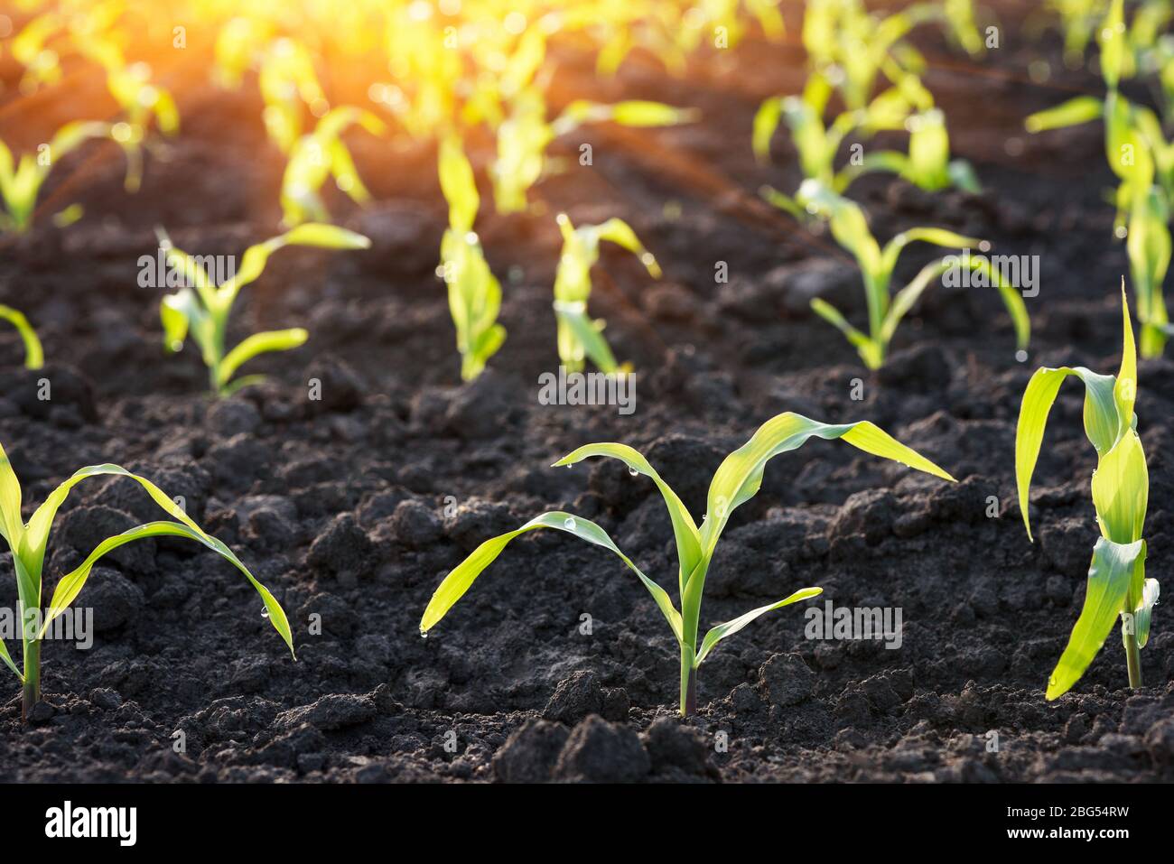 Sprouted corn hi-res stock photography and images - Alamy