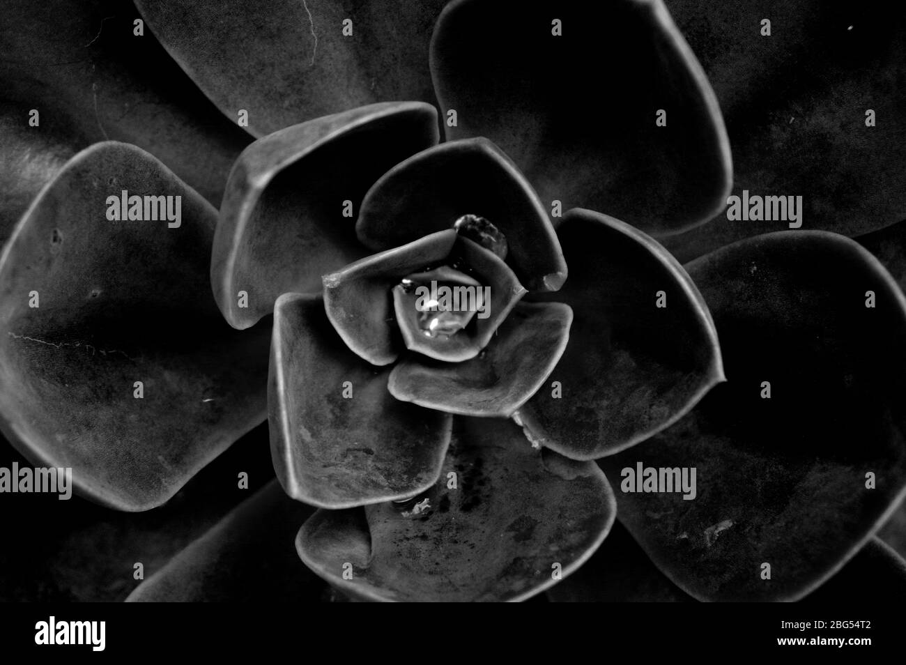 Wild flowers grow in Black and White Stock Photos & Images - Alamy