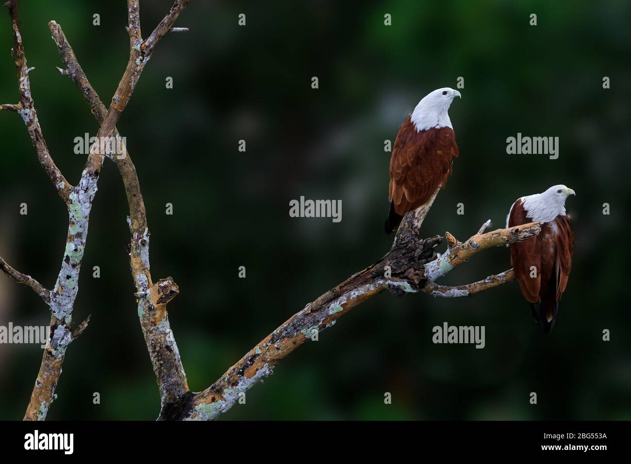 The beauty of Brahminy Kite / Black kite Stock Photo - Alamy