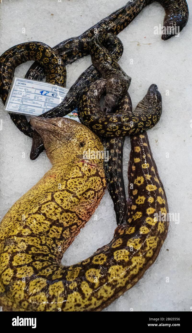 Moray eels for sale on a market stall Stock Photo - Alamy