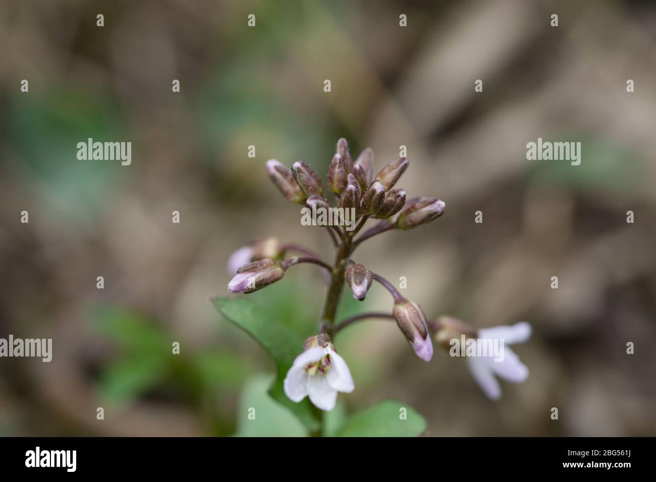 Pink Spring Cress Flower Buds in Springtime Stock Photo - Alamy