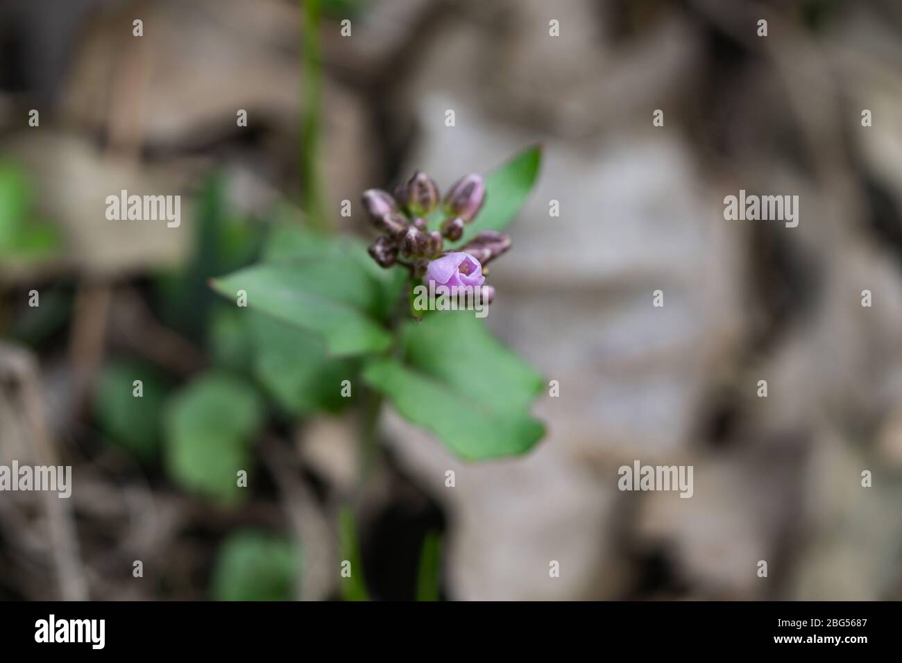 Pink Spring Cress Flower Buds in Springtime Stock Photo - Alamy