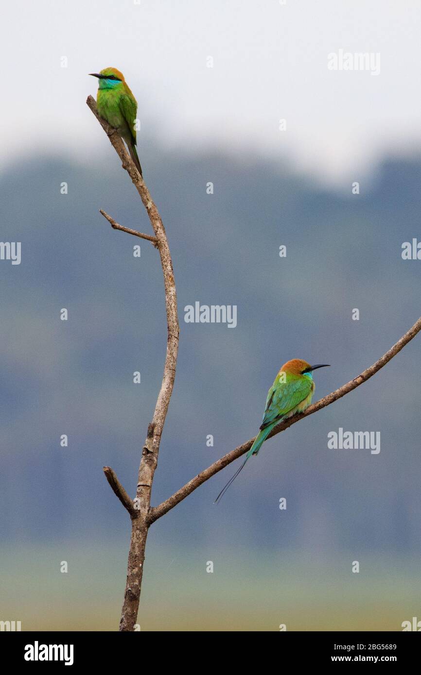 The blue-cheeked bee-eater (Merops persicus) is a near passerine bird in the bee-eater family ...