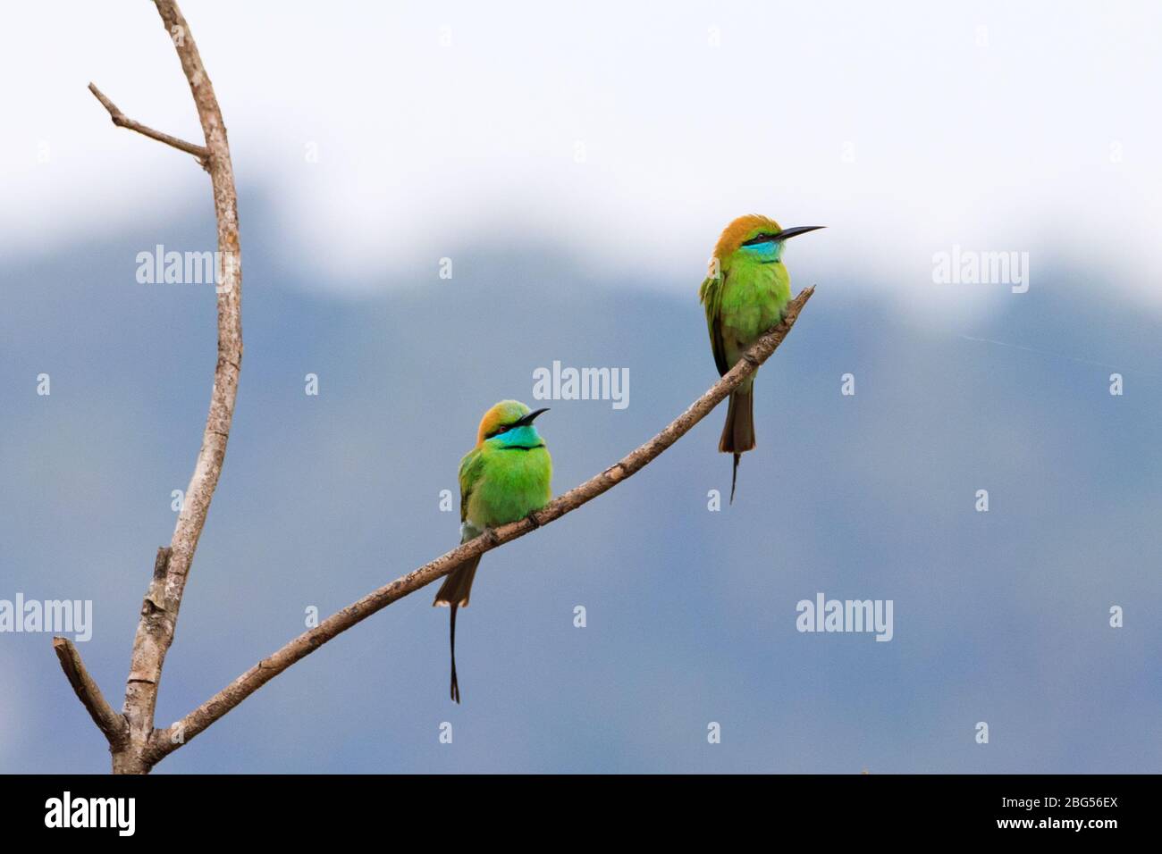 The blue-cheeked bee-eater (Merops persicus) is a near passerine bird ...