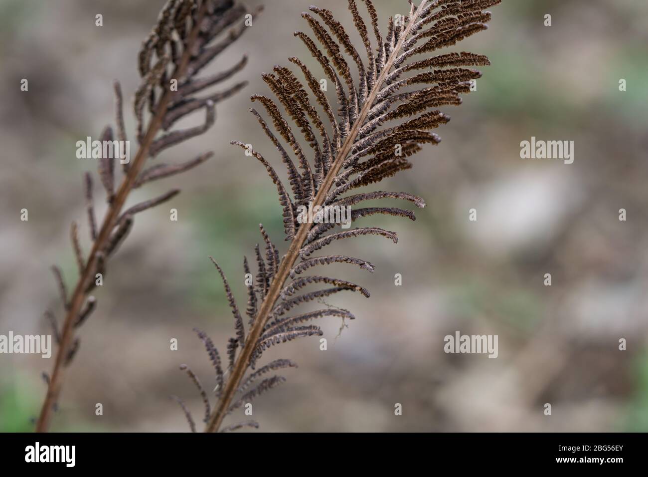 Ostrich Fern Fertile Fronds in Springtime Stock Photo - Alamy