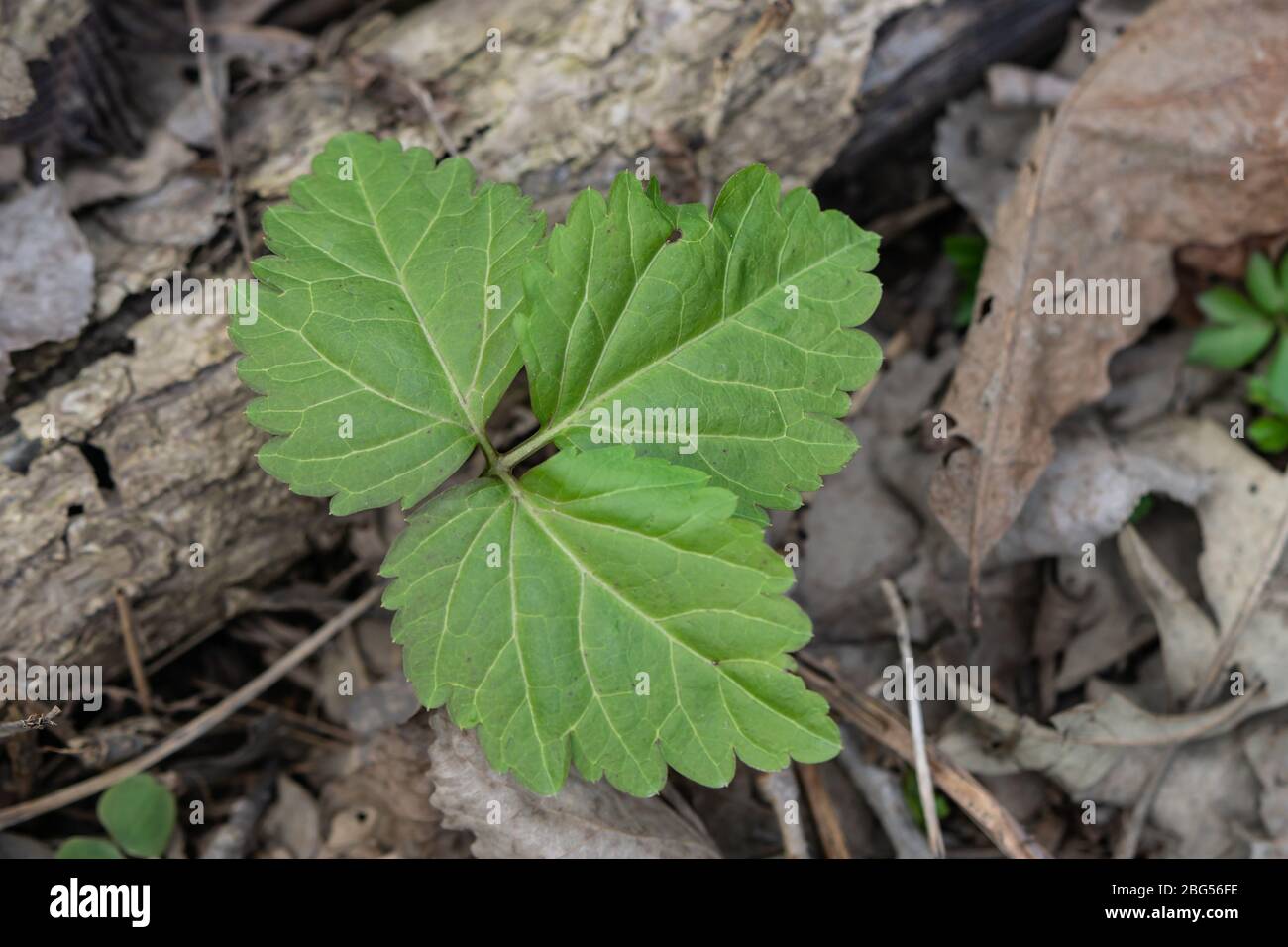 Two Leaved Toothwort Leaves in Springtime Stock Photo - Alamy
