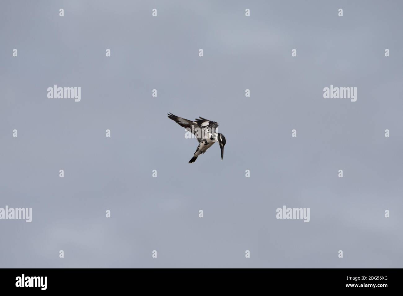 Wetland Birds royalty-free images Stock Photo - Alamy