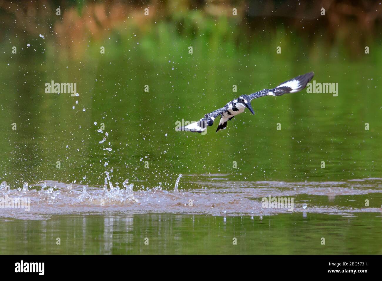 Wetland Birds royalty-free images Stock Photo - Alamy