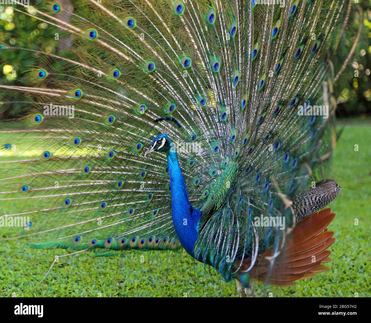 Peacock side view hi-res stock photography and images - Alamy