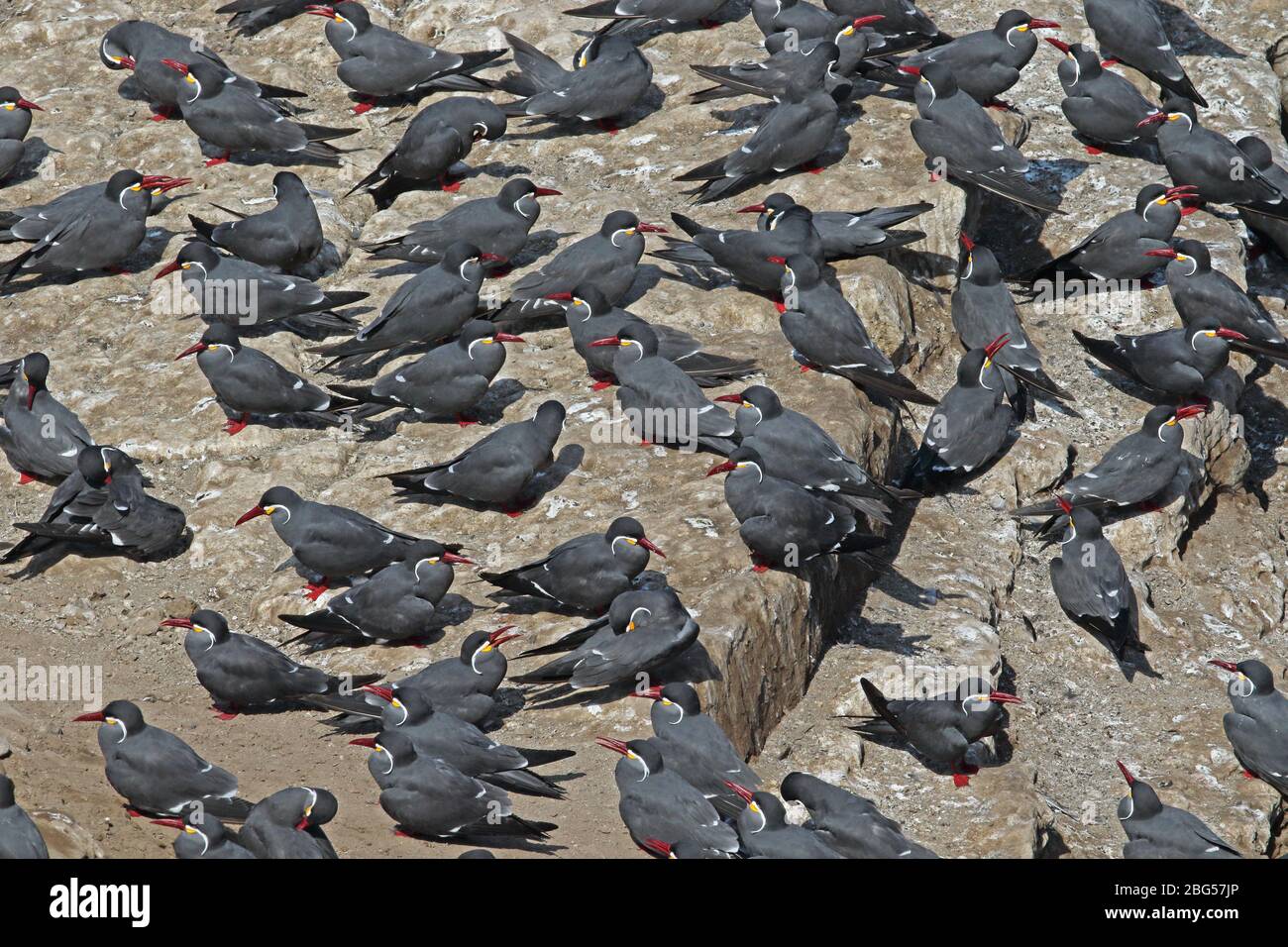 Inca Tern (Larosterna inca) flock resting on cliff coastal Peru March ...