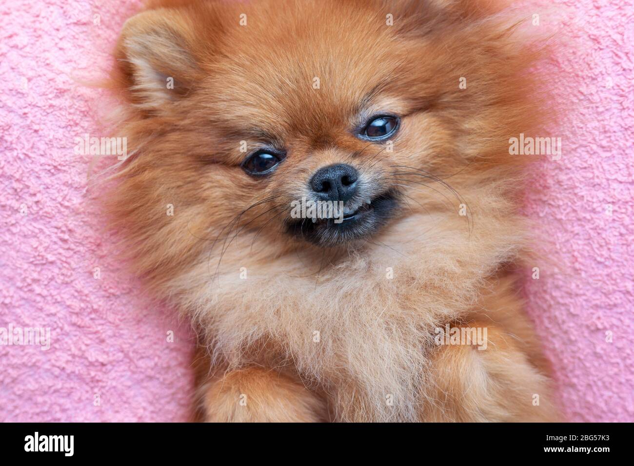 funny pomeranian dog lying and smiling, closeup Stock Photo - Alamy