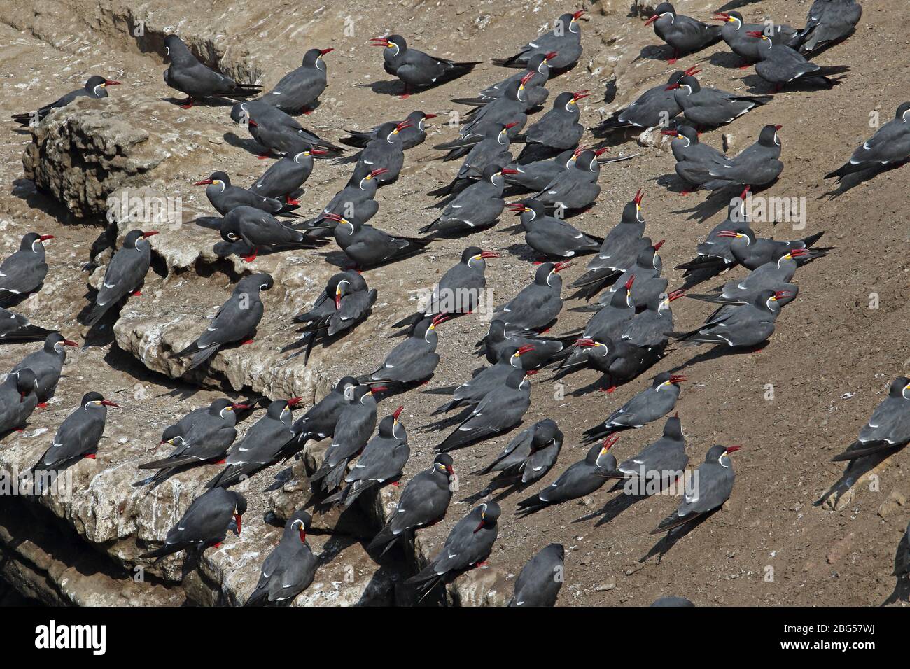 Inca Tern (Larosterna inca) flock resting on cliff coastal Peru March ...