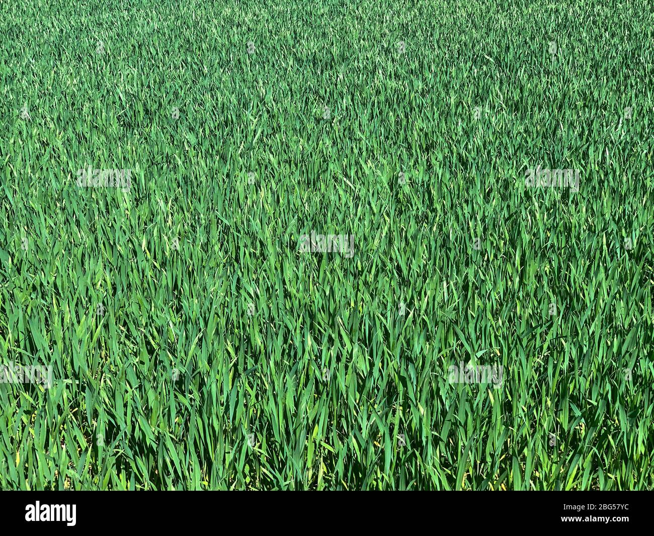 Field cultivation agriculture Stock Photo - Alamy