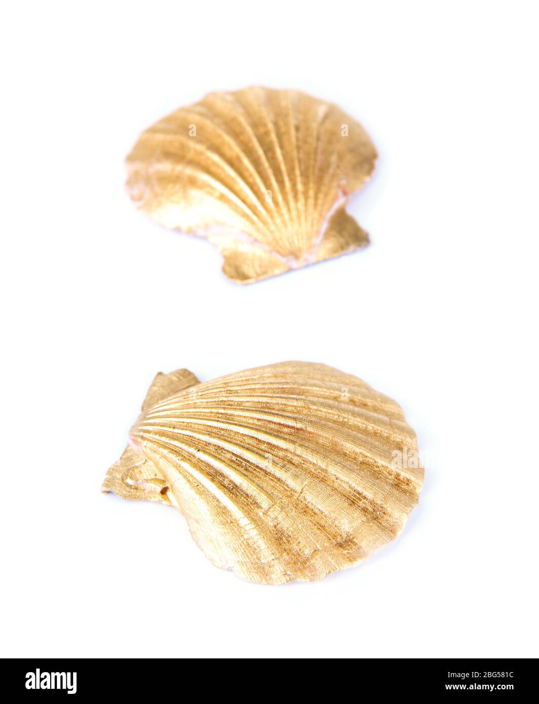 Colorful seashells isolated on white Stock Photo - Alamy