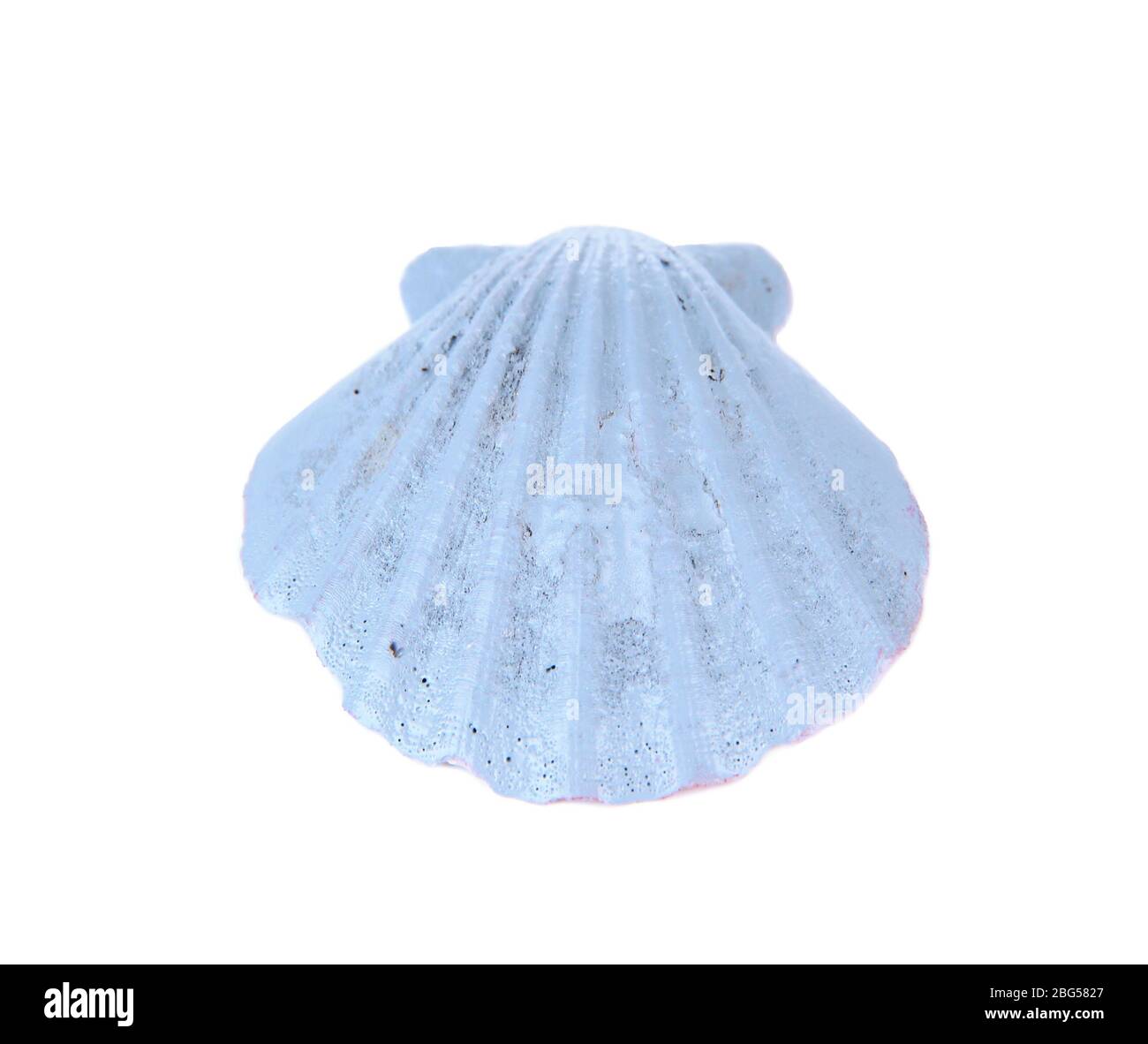 Colorful seashell isolated on white Stock Photo - Alamy