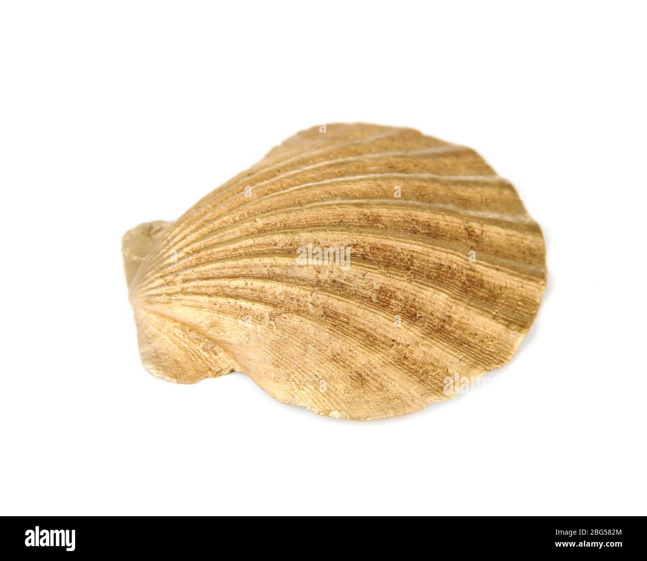 Golden seashell Cut Out Stock Images & Pictures - Alamy