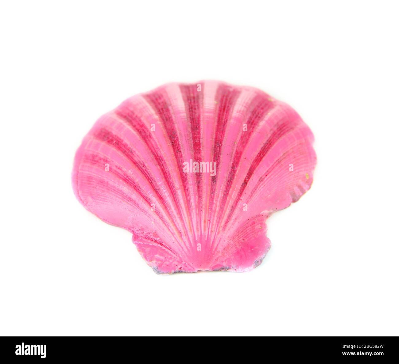 Colorful seashell isolated on white Stock Photo - Alamy