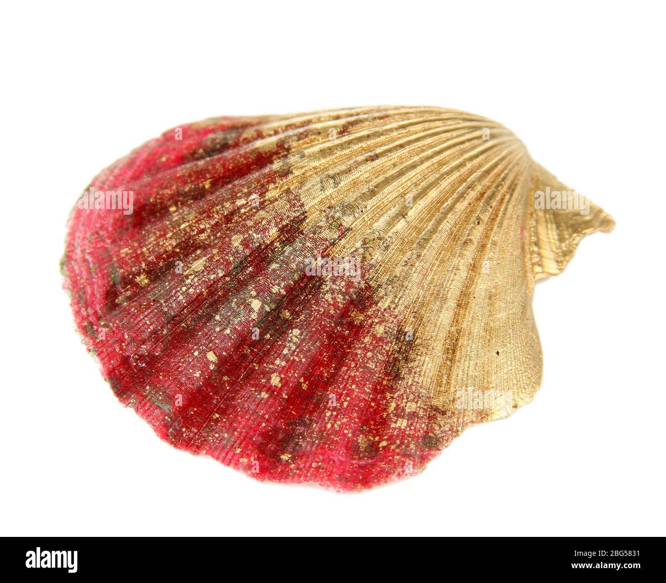 Colorful seashell isolated on white Stock Photo - Alamy