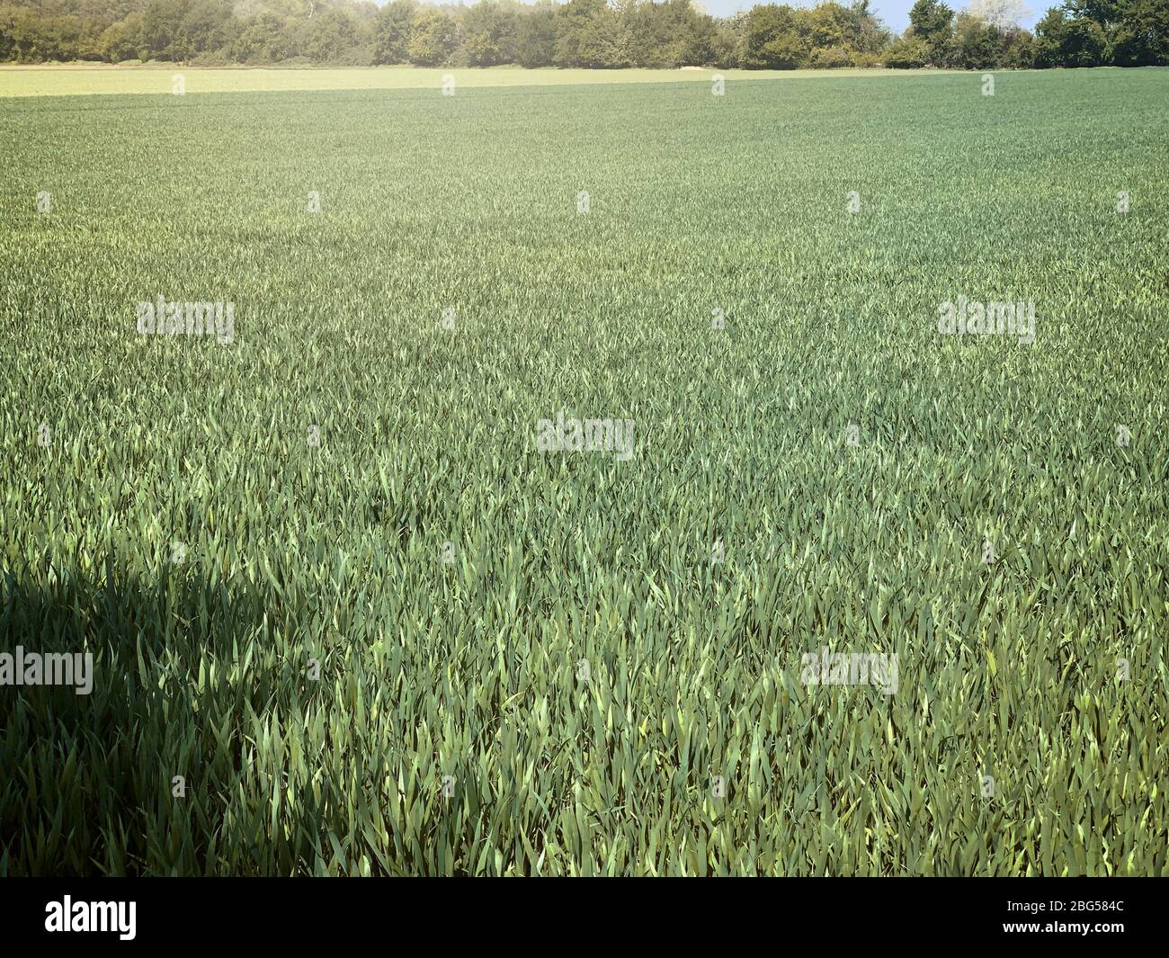 Field cultivation agriculture Stock Photo - Alamy