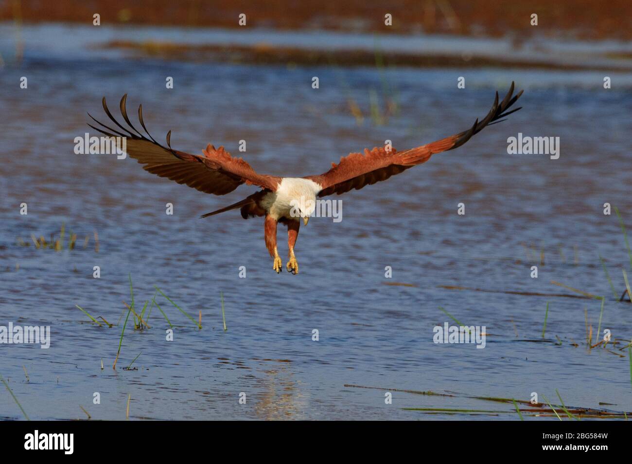 The beauty of Brahminy Kite / Black kite Stock Photo - Alamy